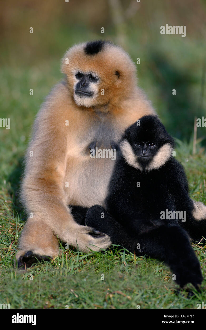 Schopfgibbon Stock Photos & Schopfgibbon Stock Images - Alamy