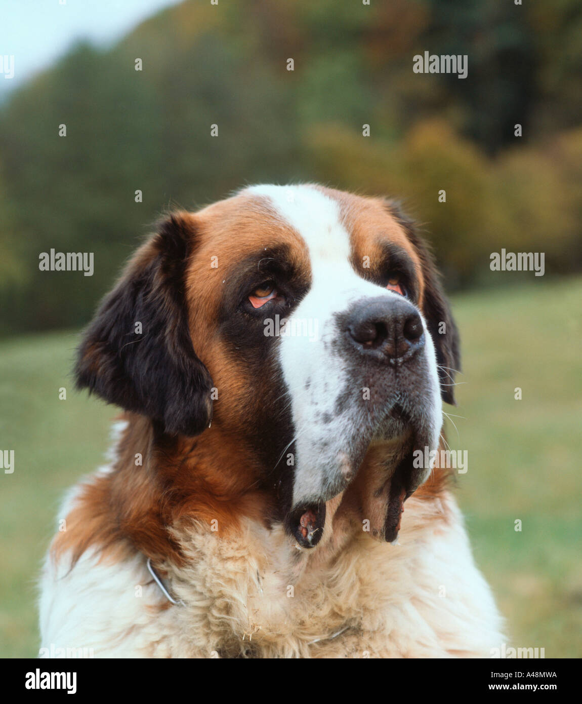 St bernard dog hi-res stock photography and images - Alamy