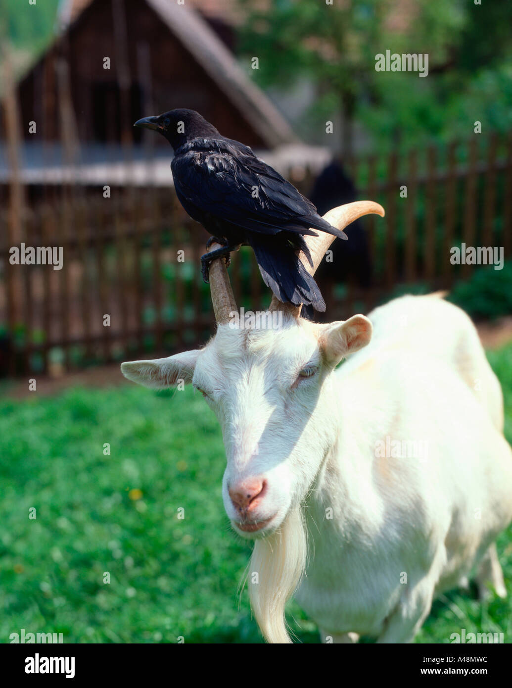 Male goat sitting hi-res stock photography and images - Alamy