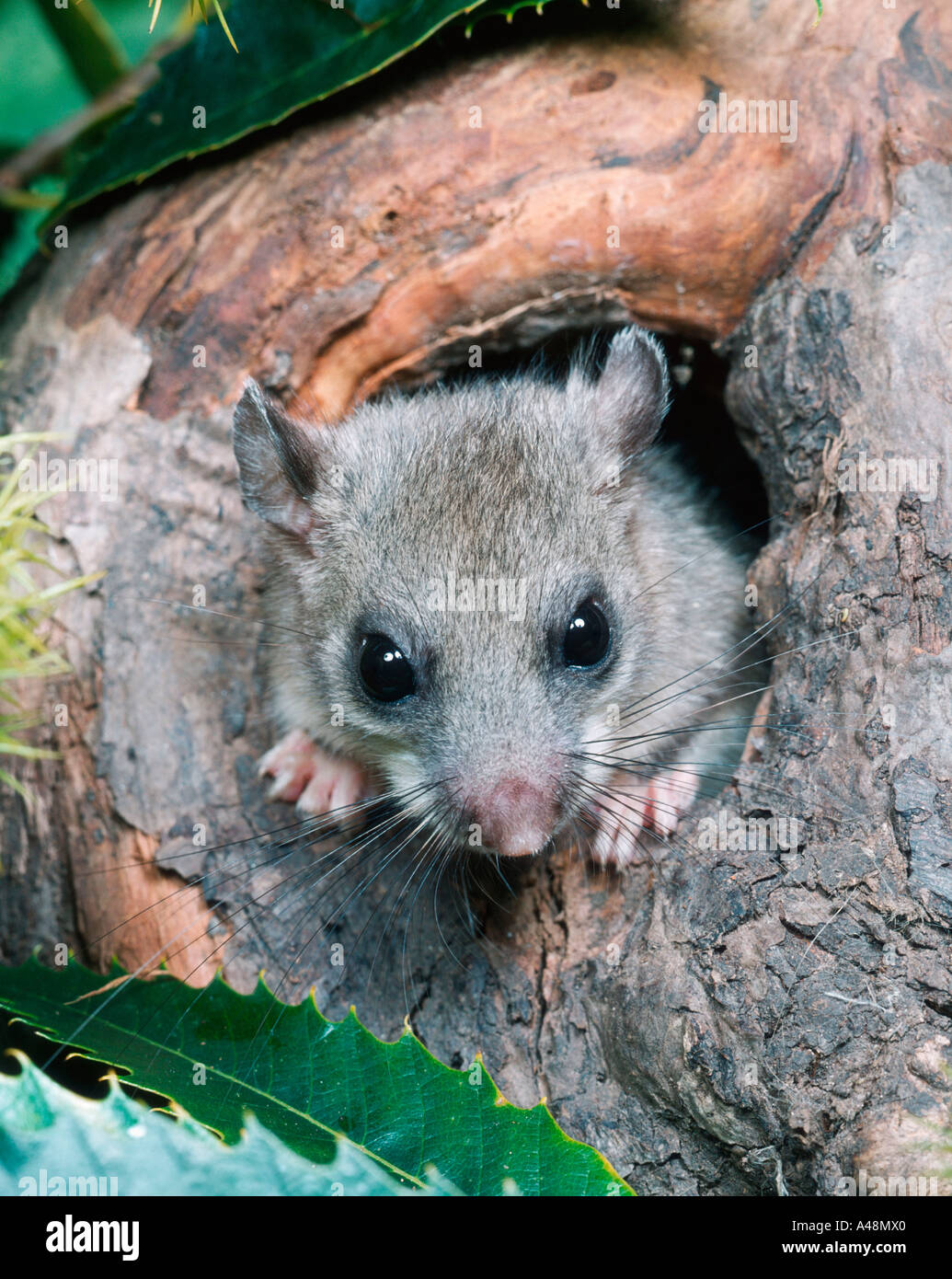 Dormouse of europe hi-res stock photography and images - Alamy