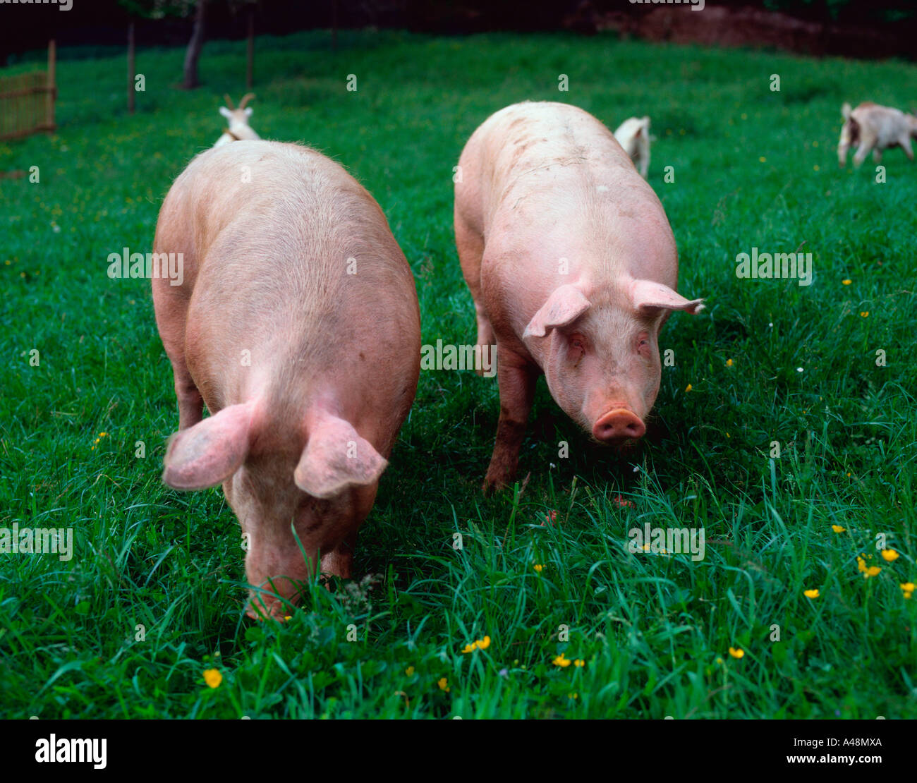 Pig pair hi-res stock photography and images - Alamy