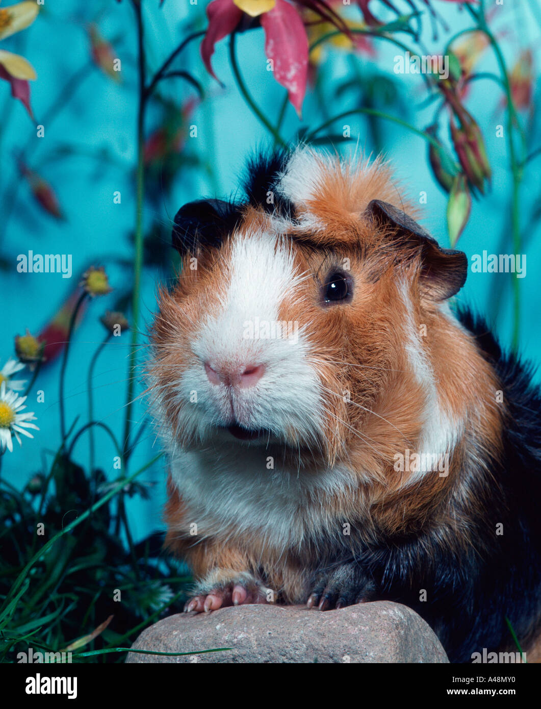 Abyssinian guinea pigs hi-res stock photography and images - Alamy