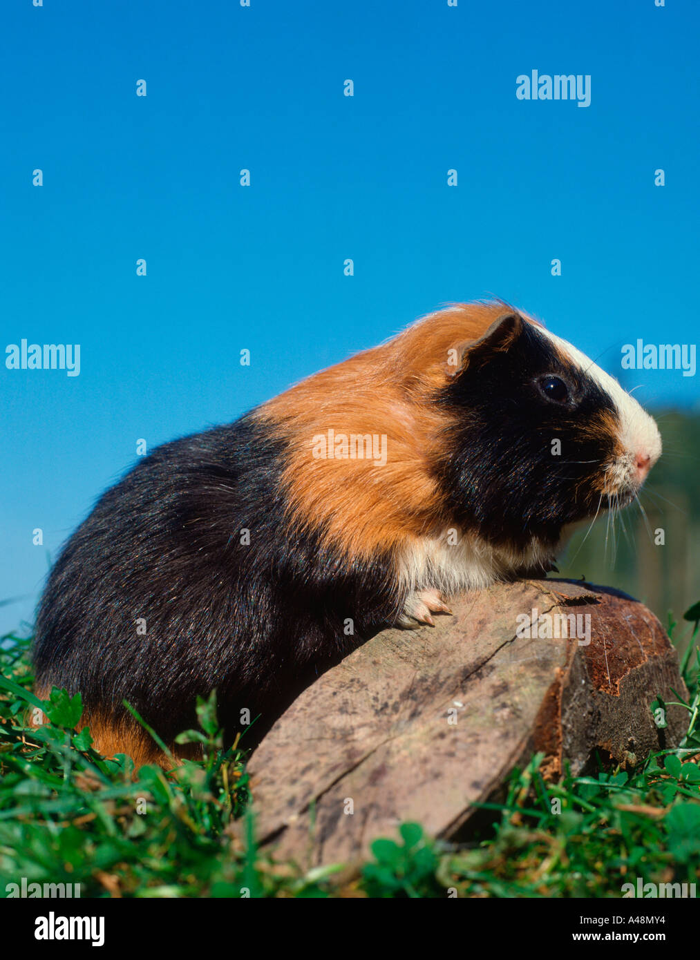 English Guinea Pig Stock Photo - Alamy