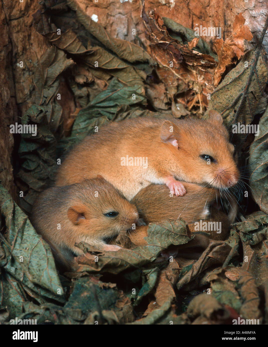 Common Dormouse / Hazel Dormouse Stock Photo - Alamy