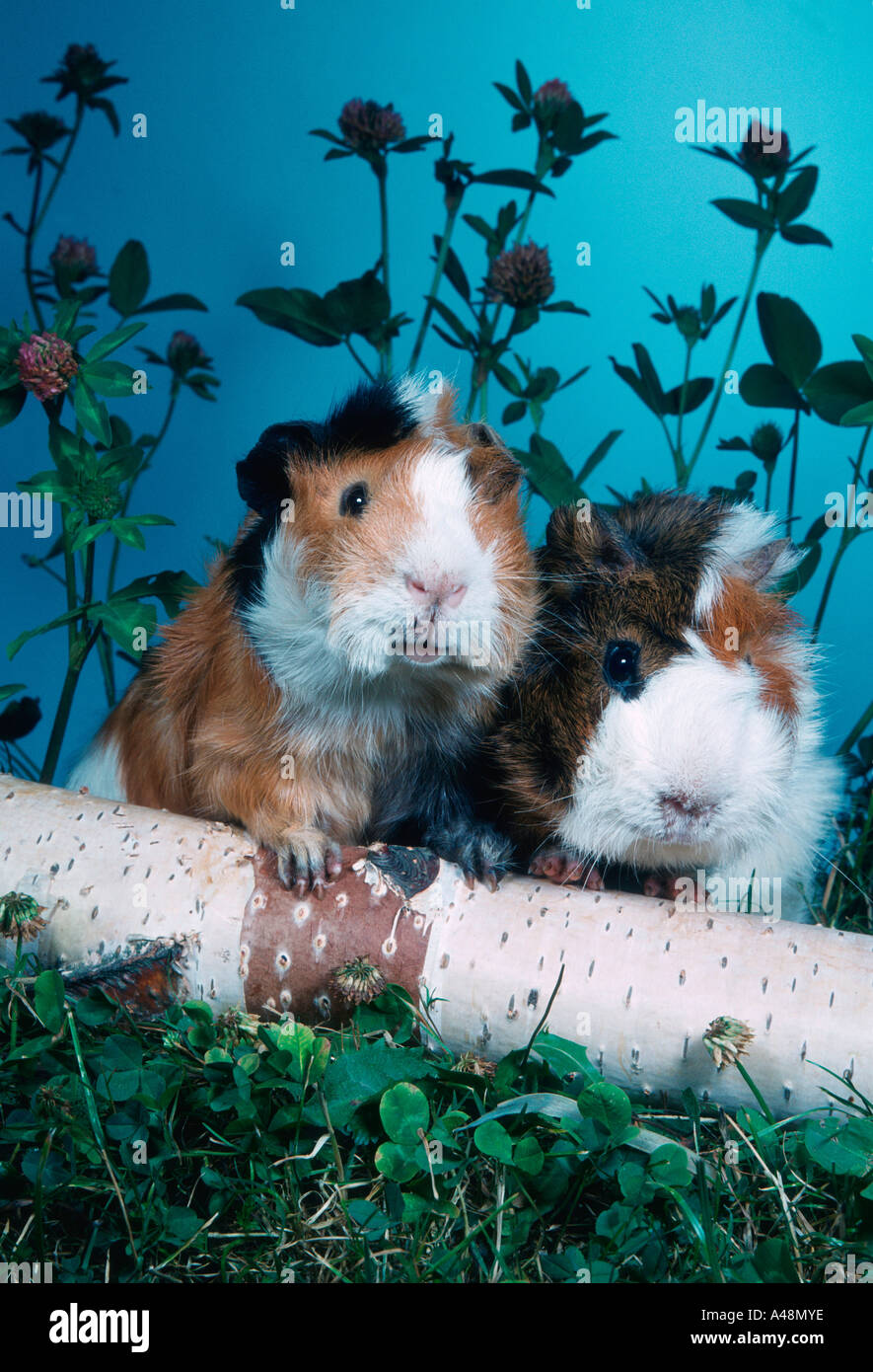 Abyssinian guinea pigs hi-res stock photography and images - Alamy