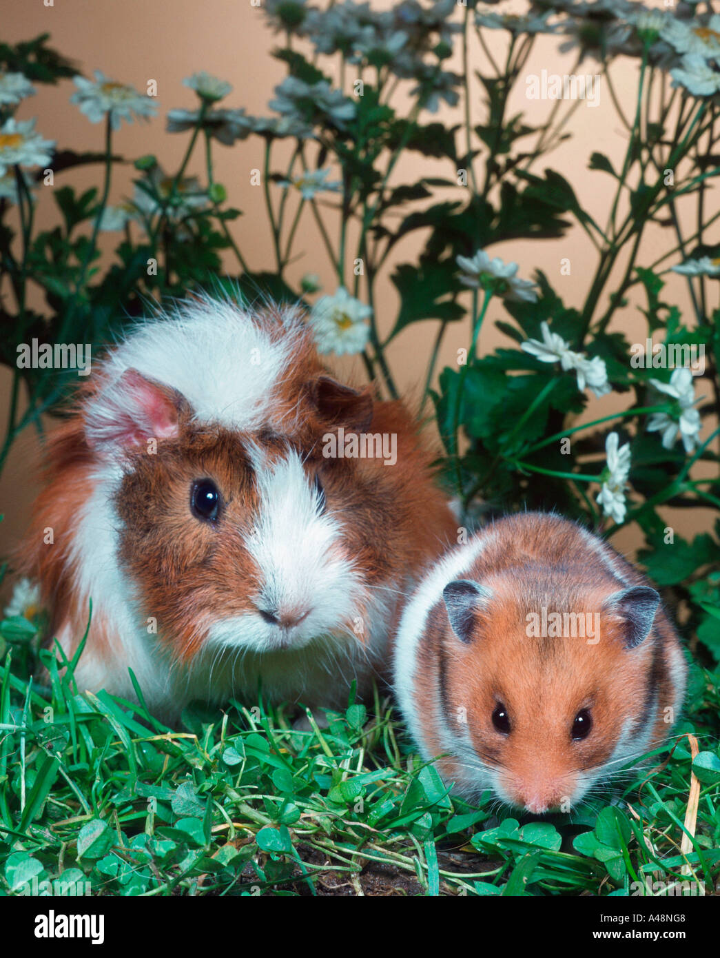 Guinea Pig and Golden Hamster Stock Photo - Alamy