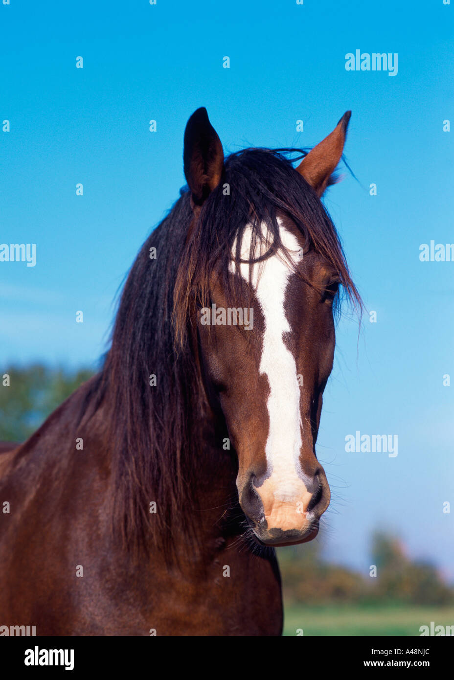 Gelderlander horse hi-res stock photography and images - Alamy