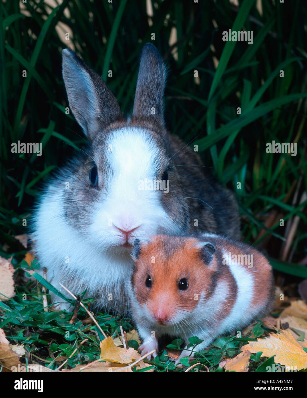 Rabbit and Golden Hamster Stock Photo - Alamy