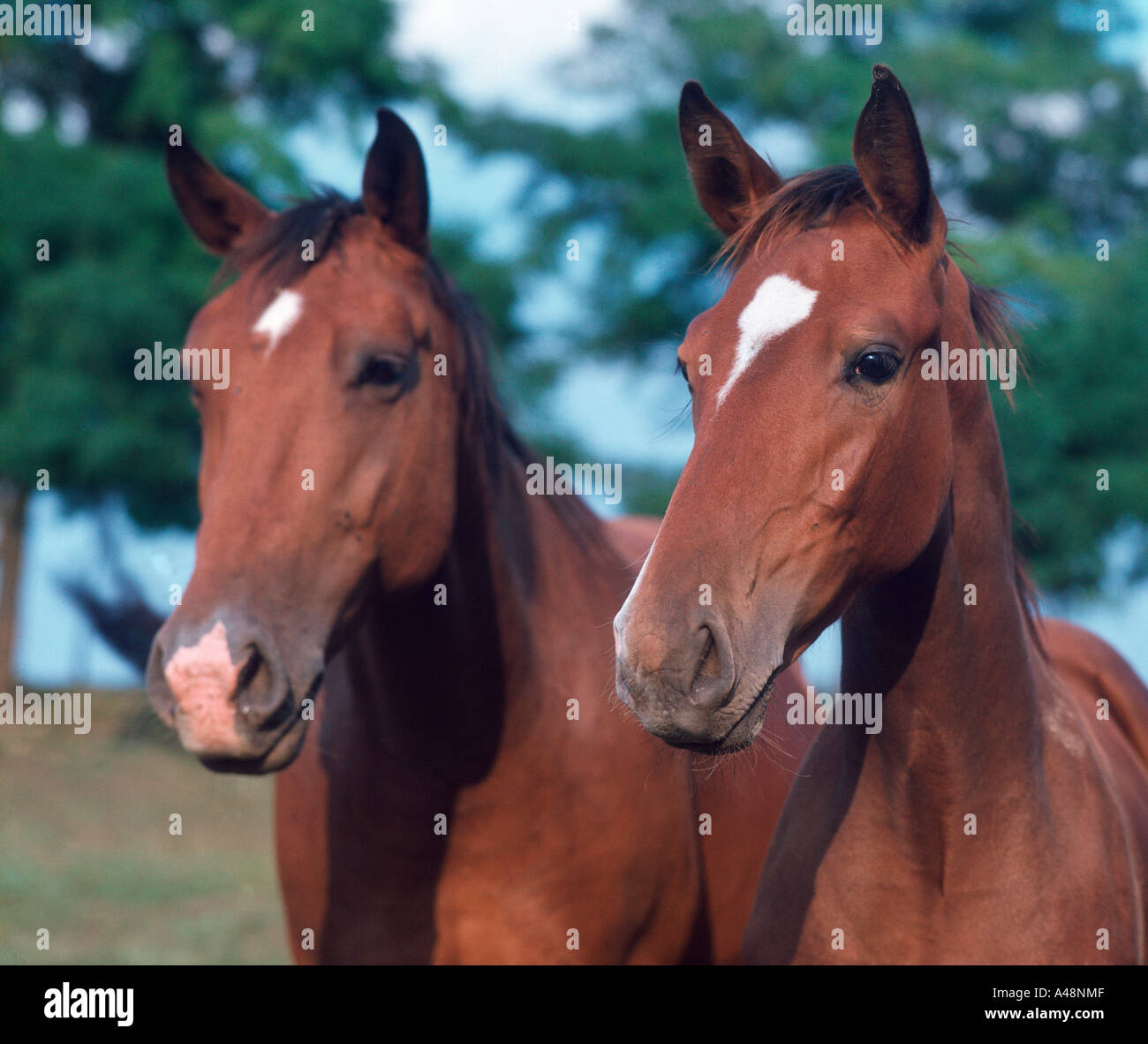 Hungarian Thoroughbred Horse Stock Photo - Alamy