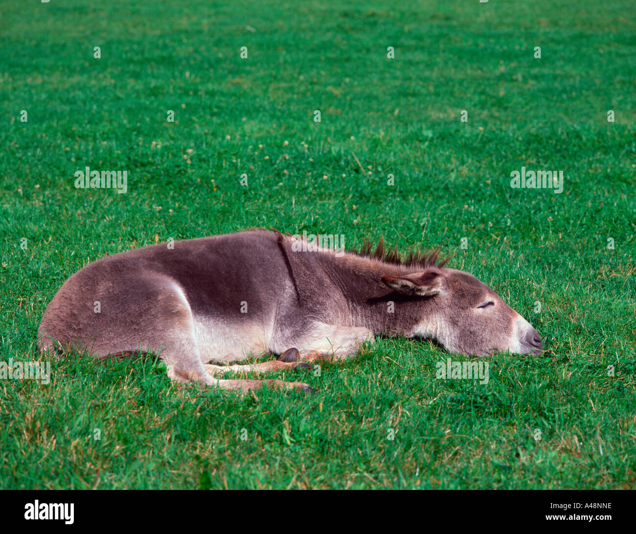 Sleeping donkey hi-res stock photography and images - Alamy