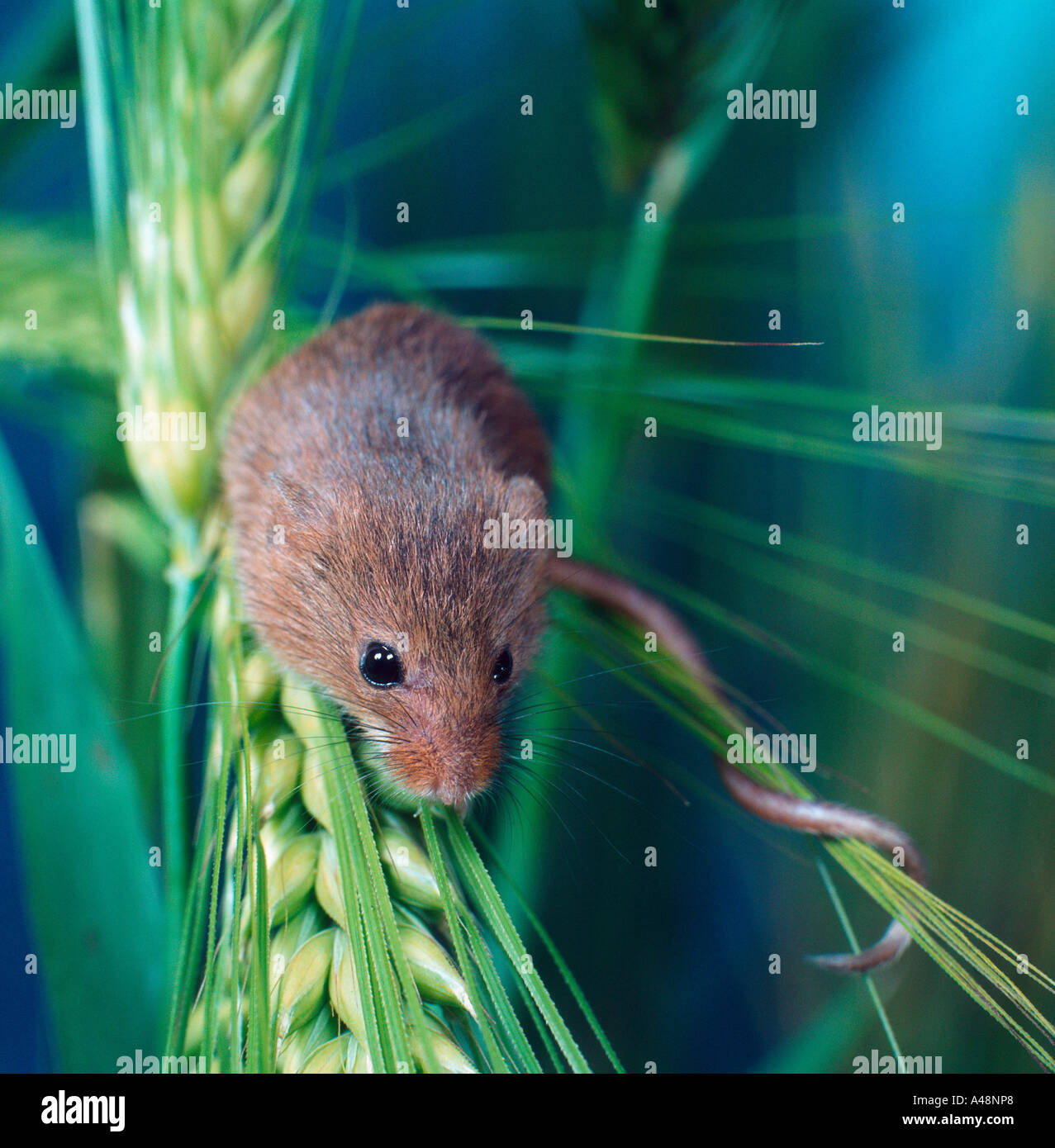 Old World Harvest Mouse Stock Photo - Alamy