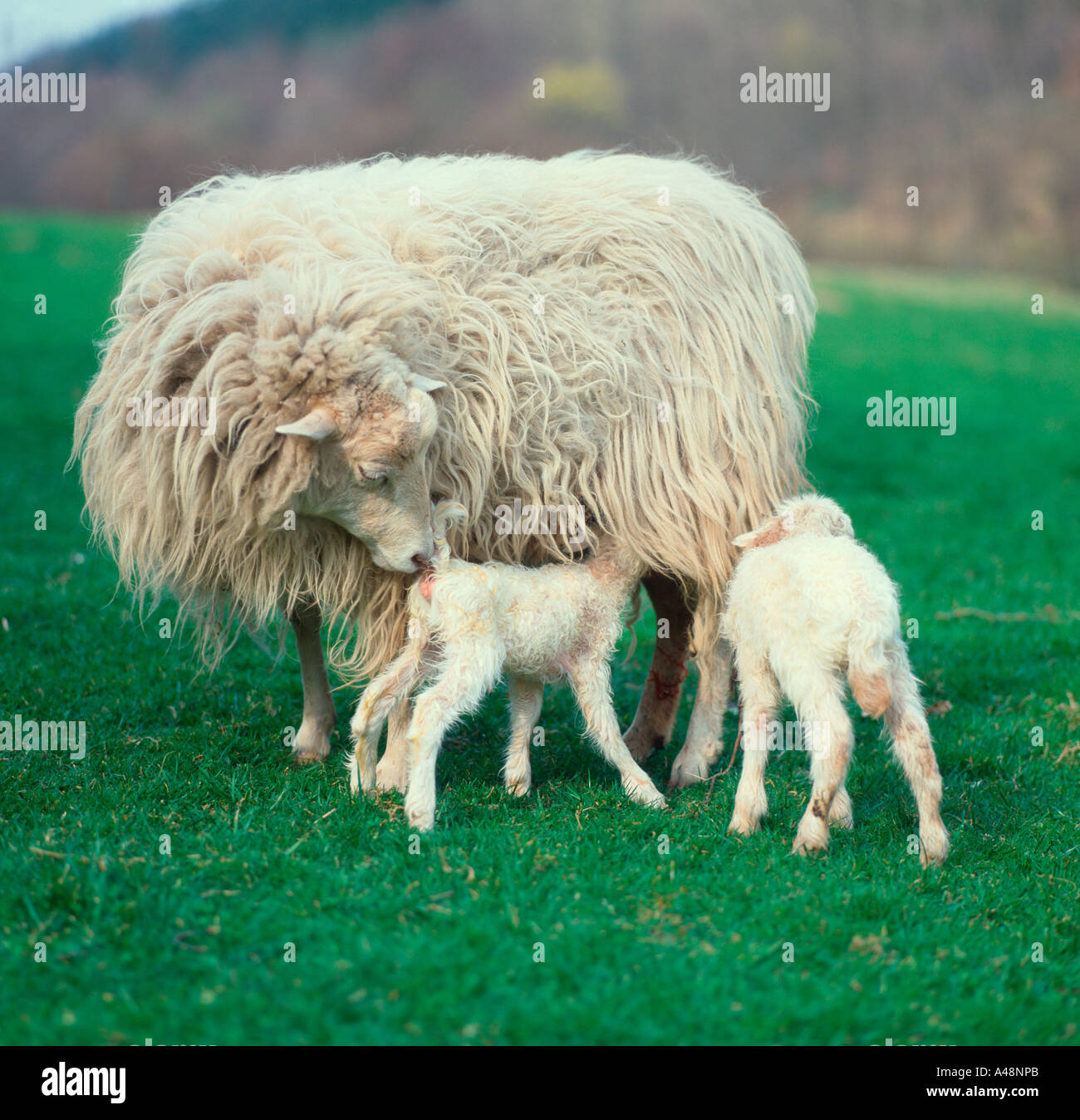 Domestic Sheep / Skudde Stock Photo - Alamy