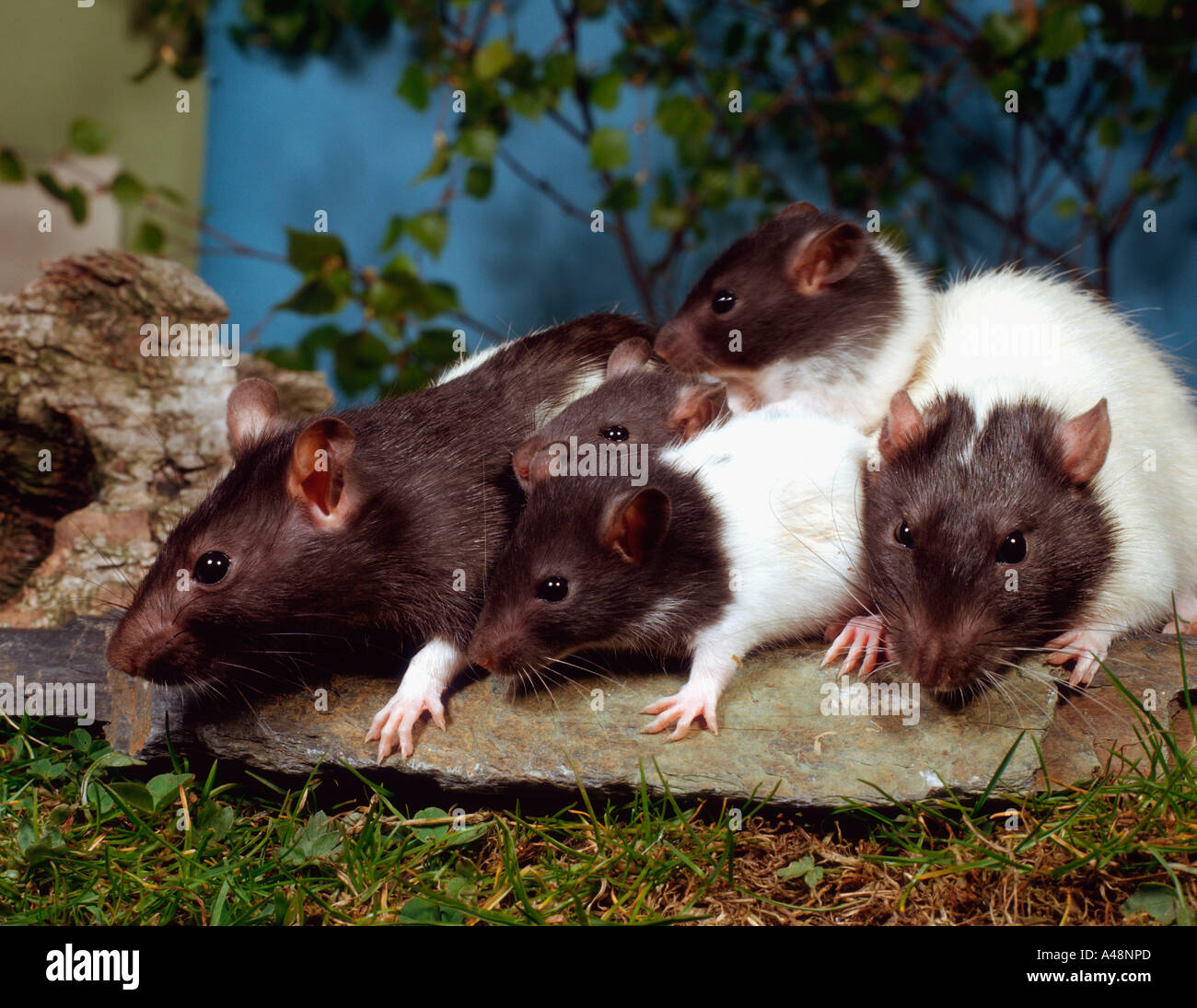 Hooded rat hi-res stock photography and images - Alamy