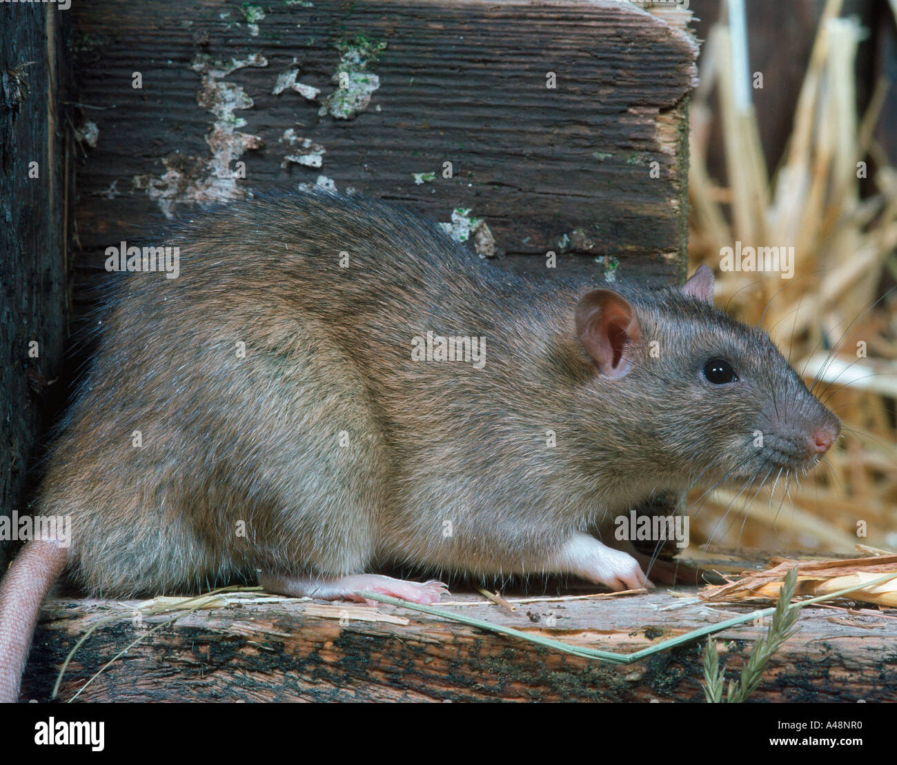 Side rat hi-res stock photography and images - Alamy