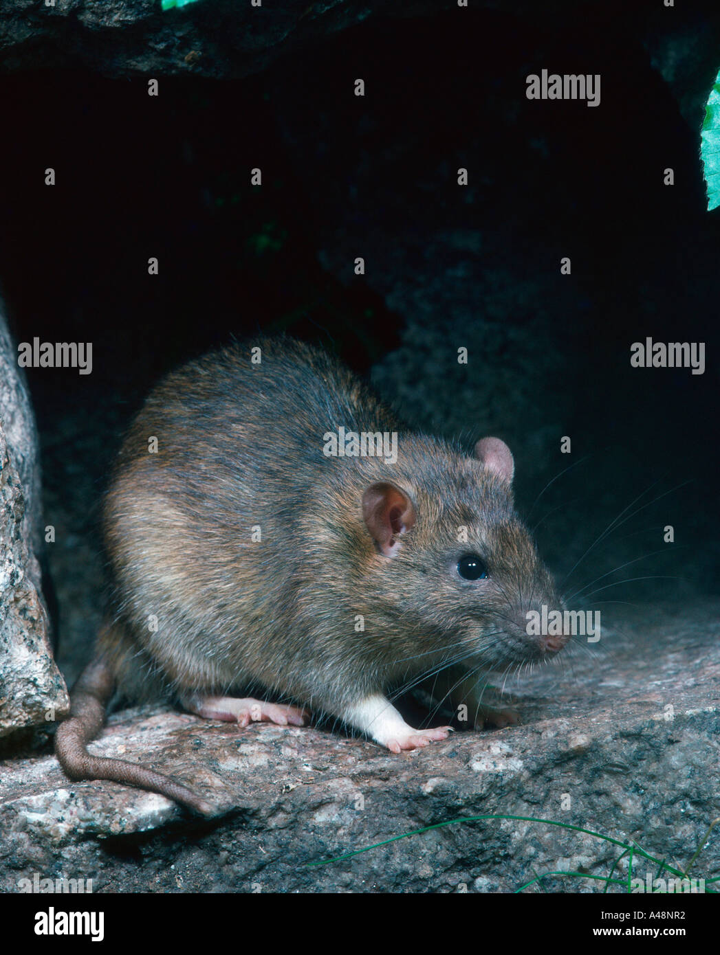 Side rat hi-res stock photography and images - Alamy