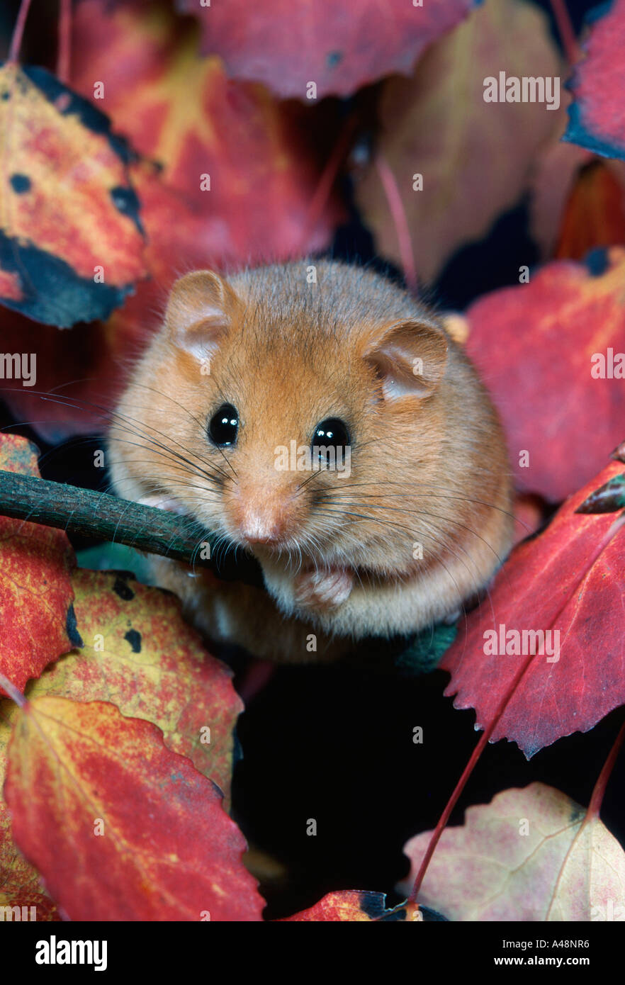 Common Dormouse / Hazel Dormouse Stock Photo - Alamy