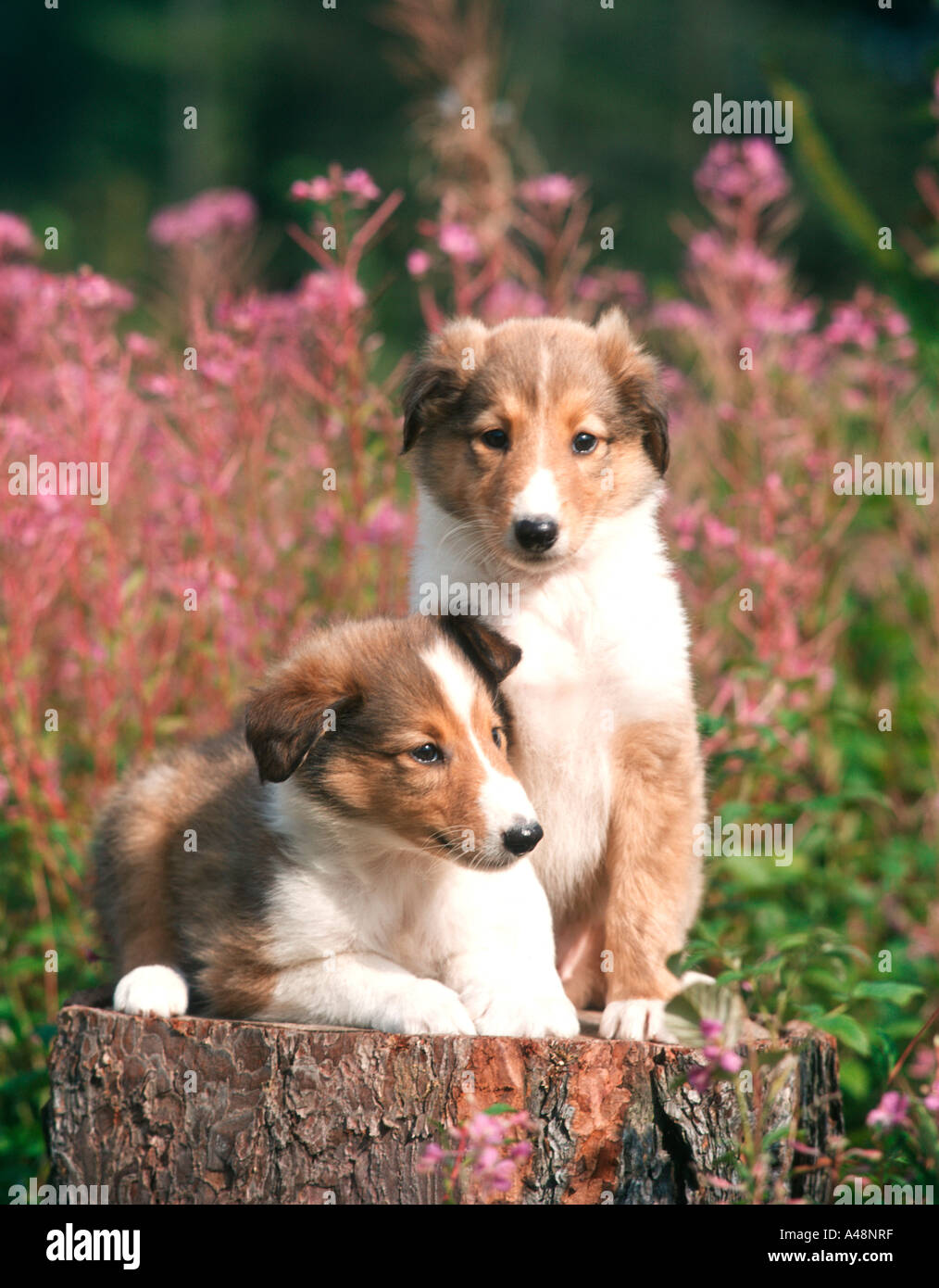 Rough collie puppies hi-res stock photography and images - Alamy