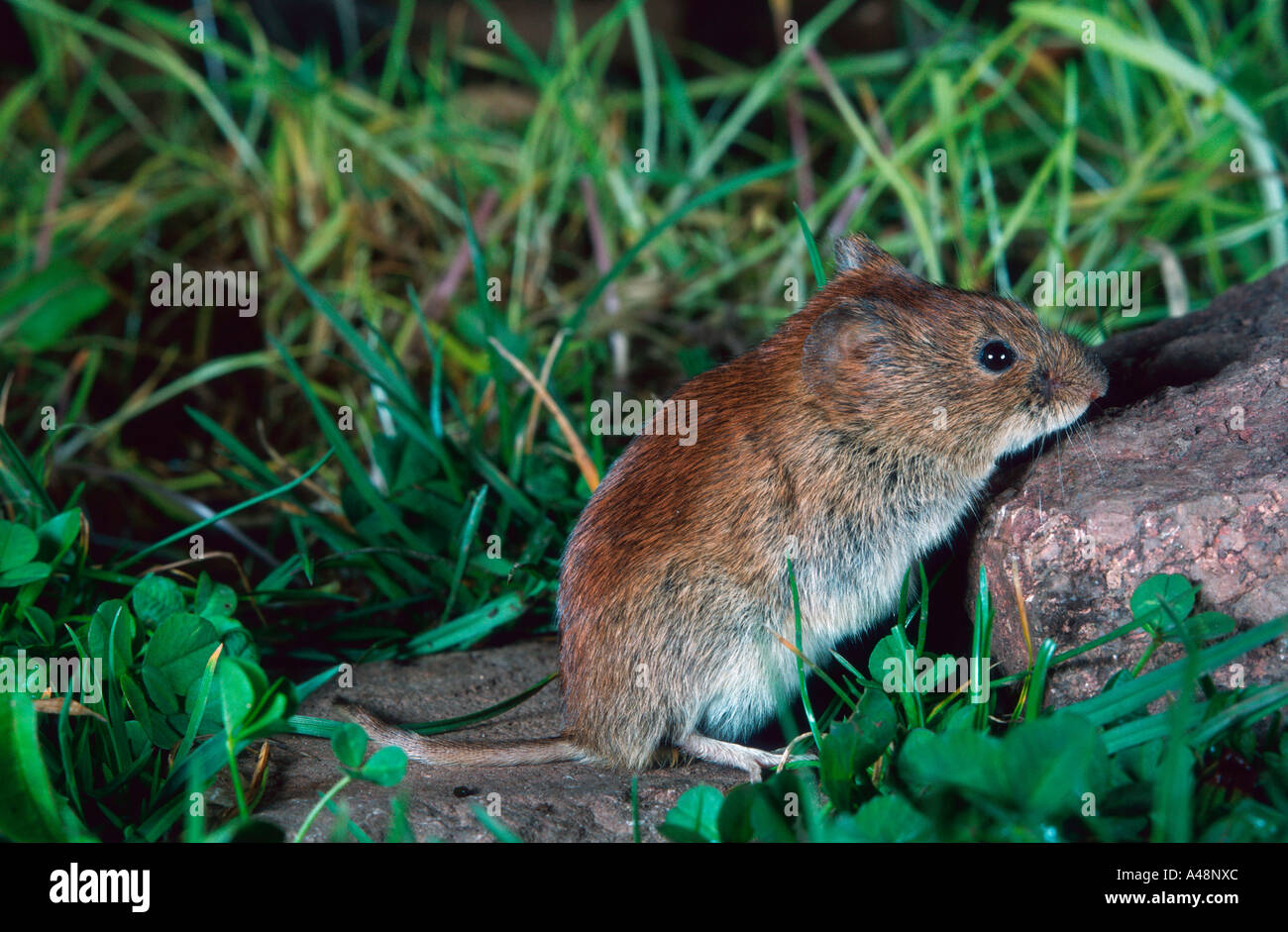 Europa bank hi-res stock photography and images - Alamy
