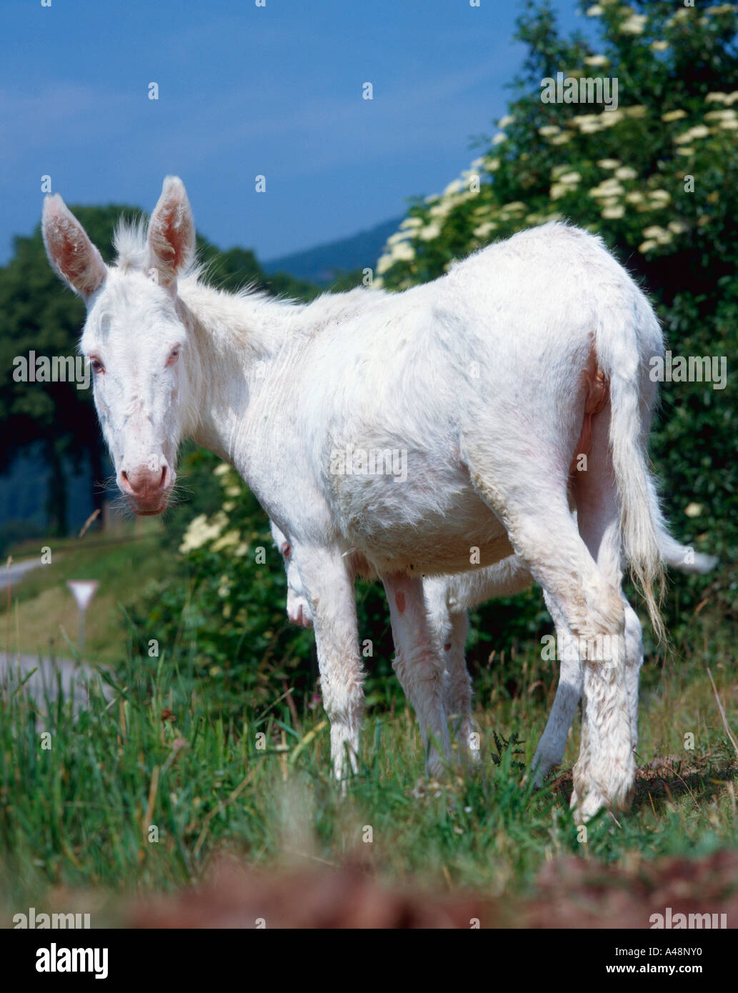 Albino donkey hi-res stock photography and images - Alamy