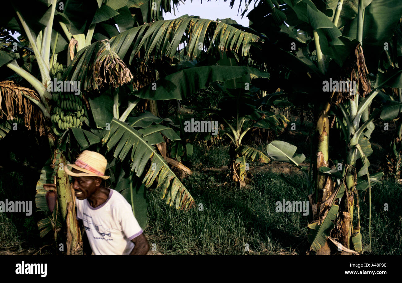 Banana Plantation Worker Stock Photos & Banana Plantation Worker Stock ...