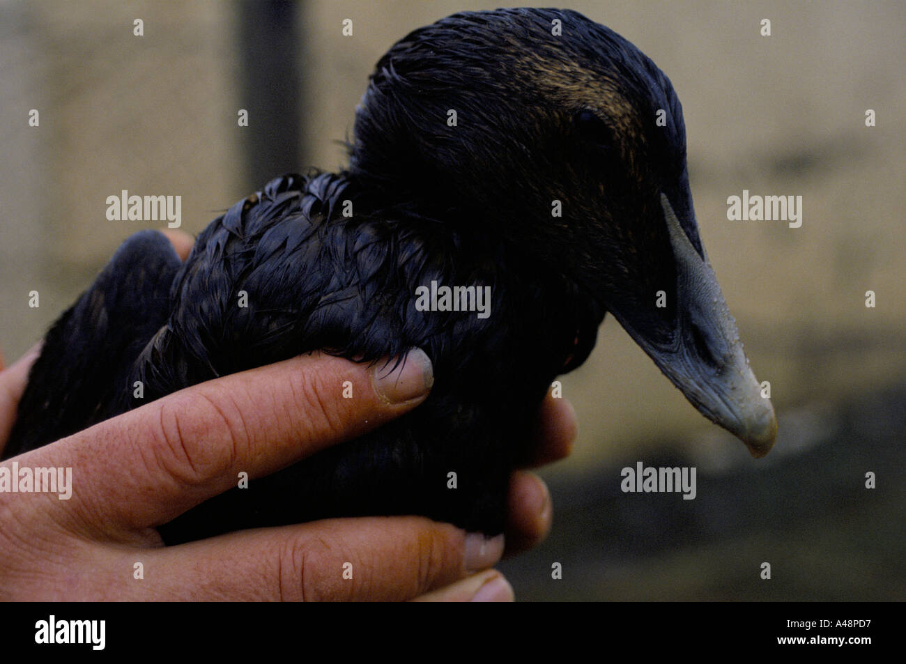 Bird covered in oil hi-res stock photography and images - Alamy