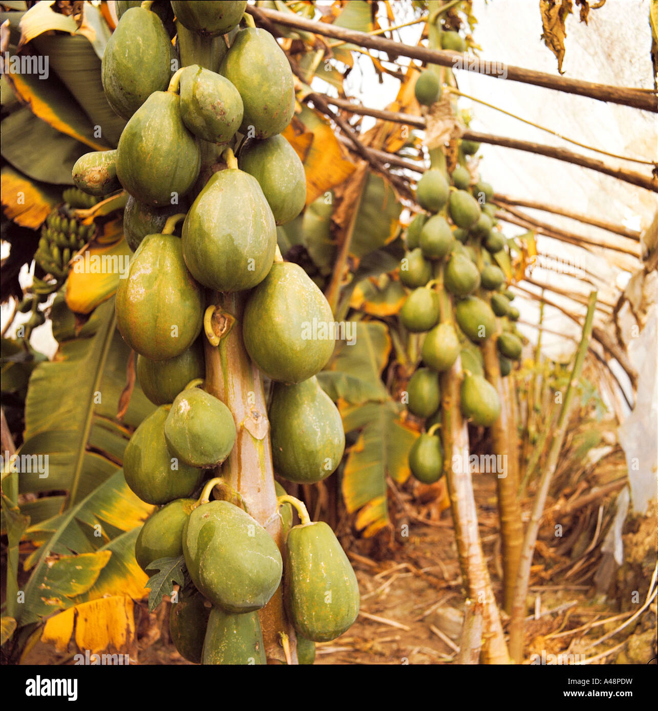 Close-up of papaya trees Stock Photo - Alamy
