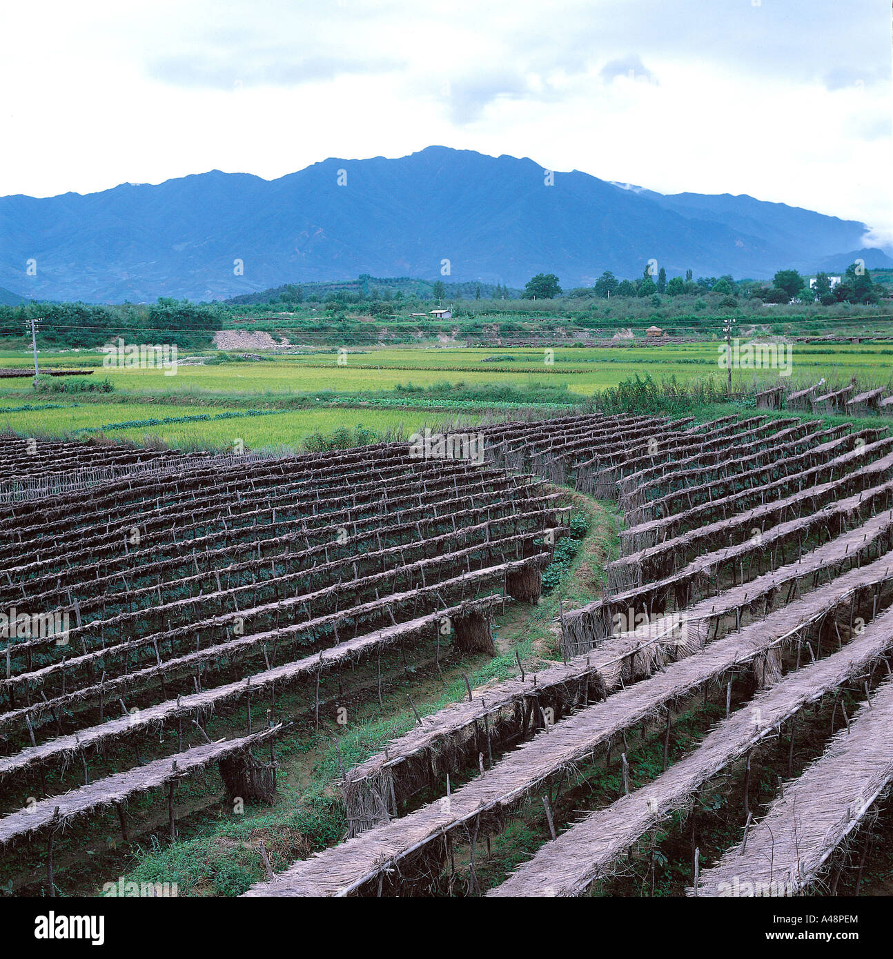 Canopy covering hi-res stock photography and images - Alamy