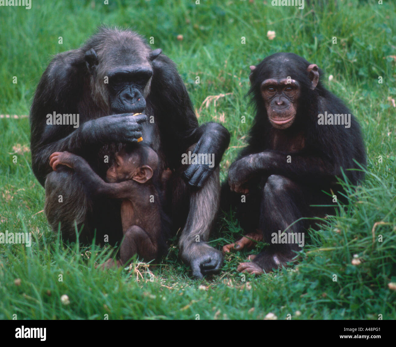 Chimpanzee / Chimpy Stock Photo - Alamy