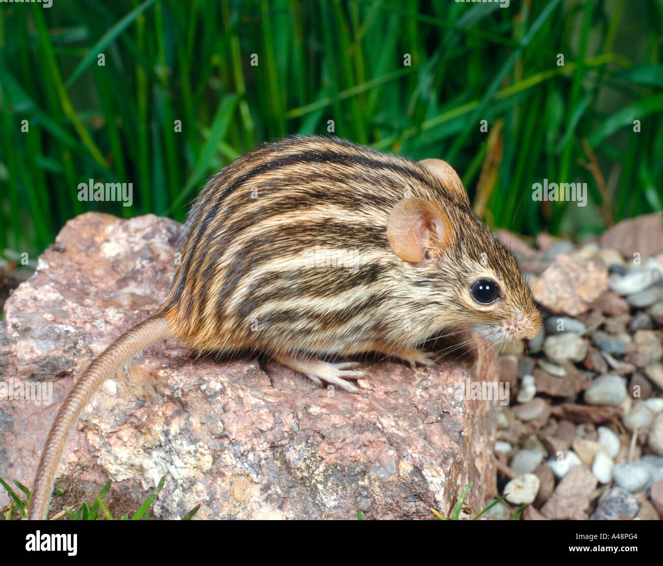 Striped Grass Mouse Stock Photos & Striped Grass Mouse Stock Images - Alamy