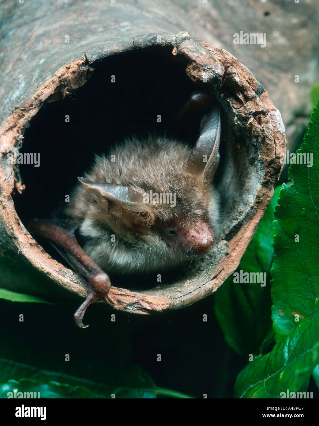 Bechsteins bat myotis bechsteinii hi-res stock photography and images ...