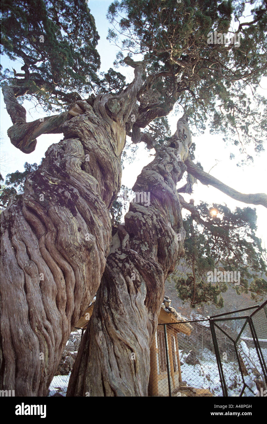 Low chain link fence hi-res stock photography and images - Alamy
