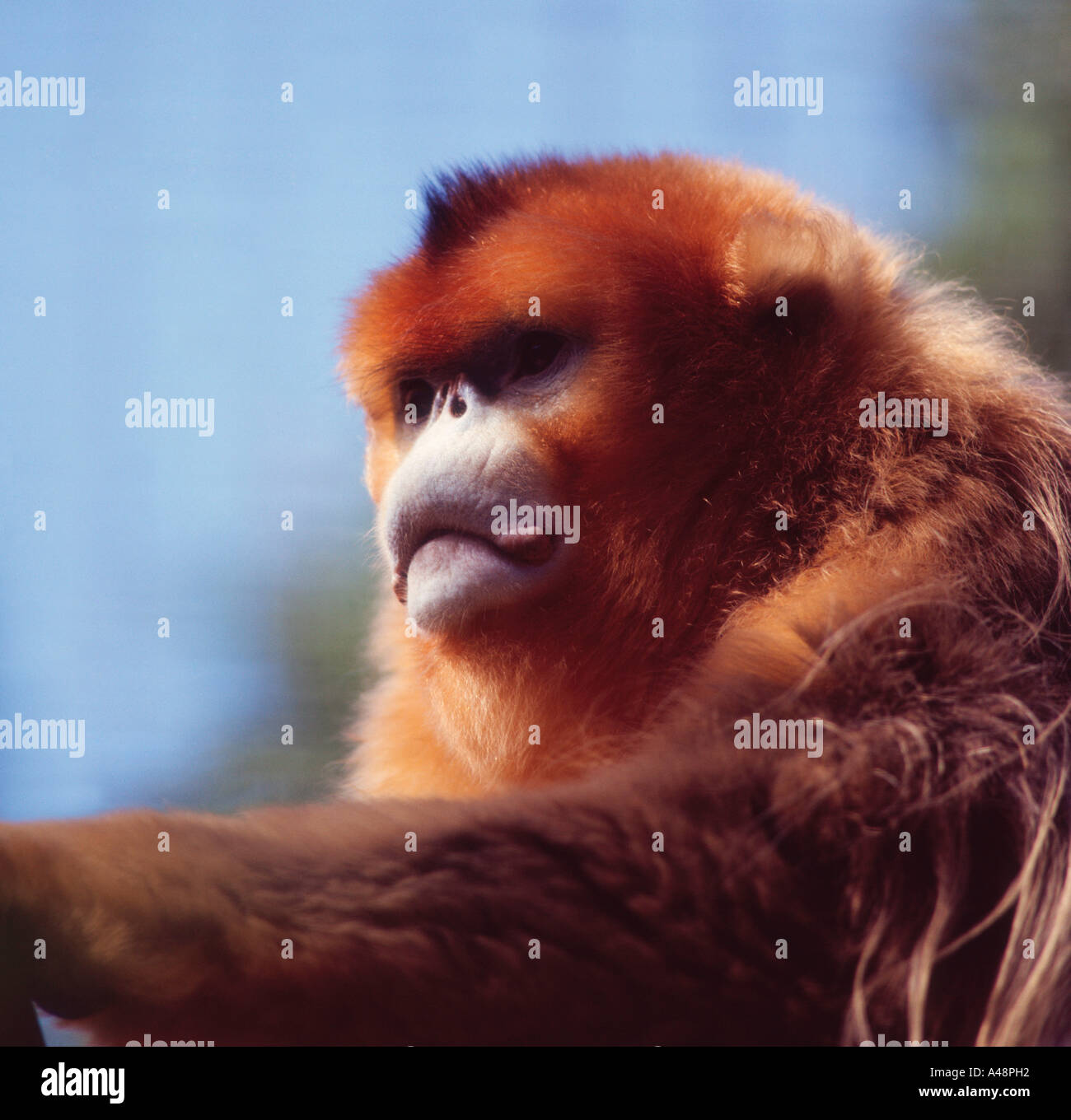 Sichuan Golden Monkey Stock Photo - Alamy