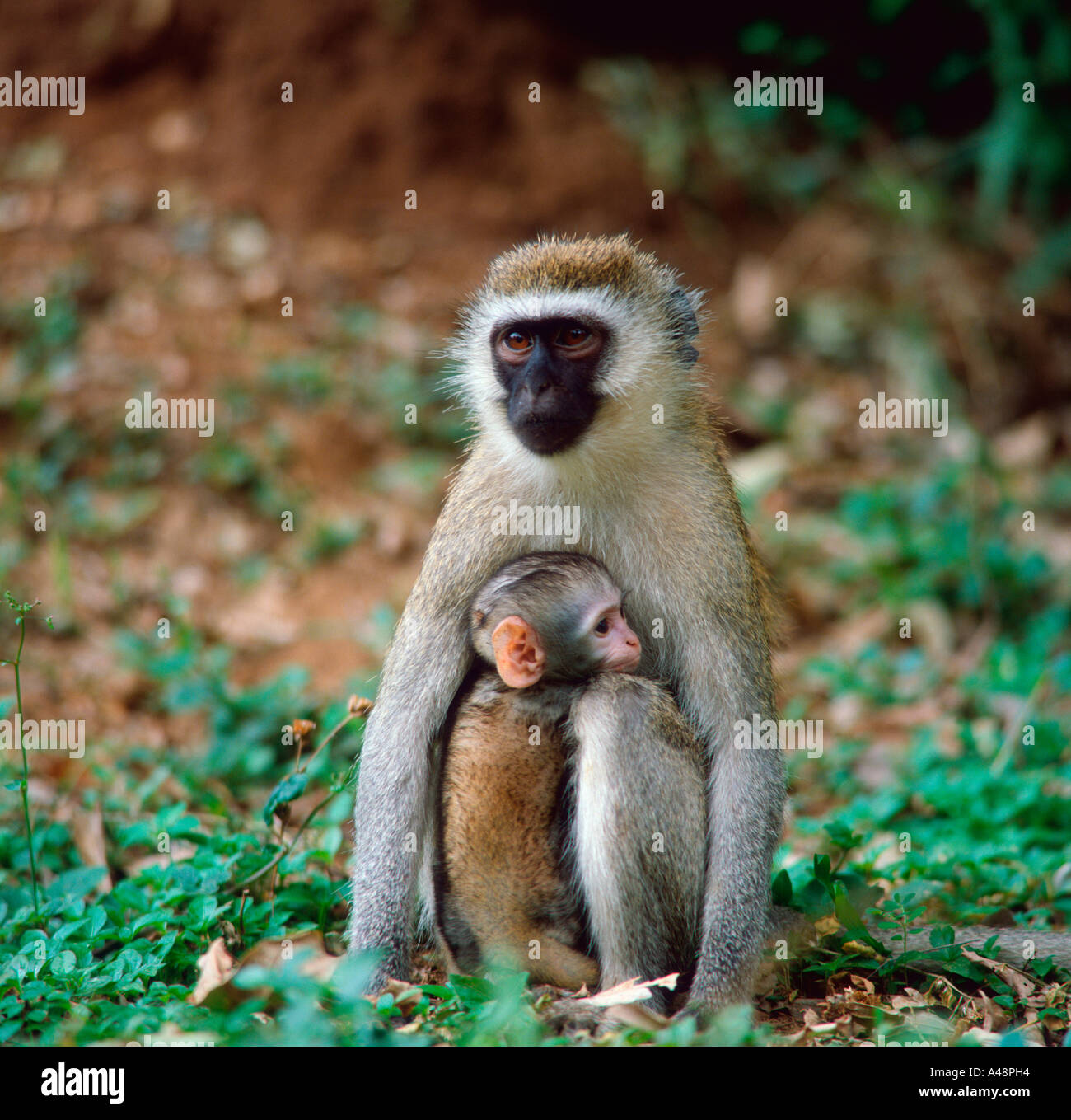 Green Monkey / Grivet Monkey / Vervet Monkey Stock Photo - Alamy