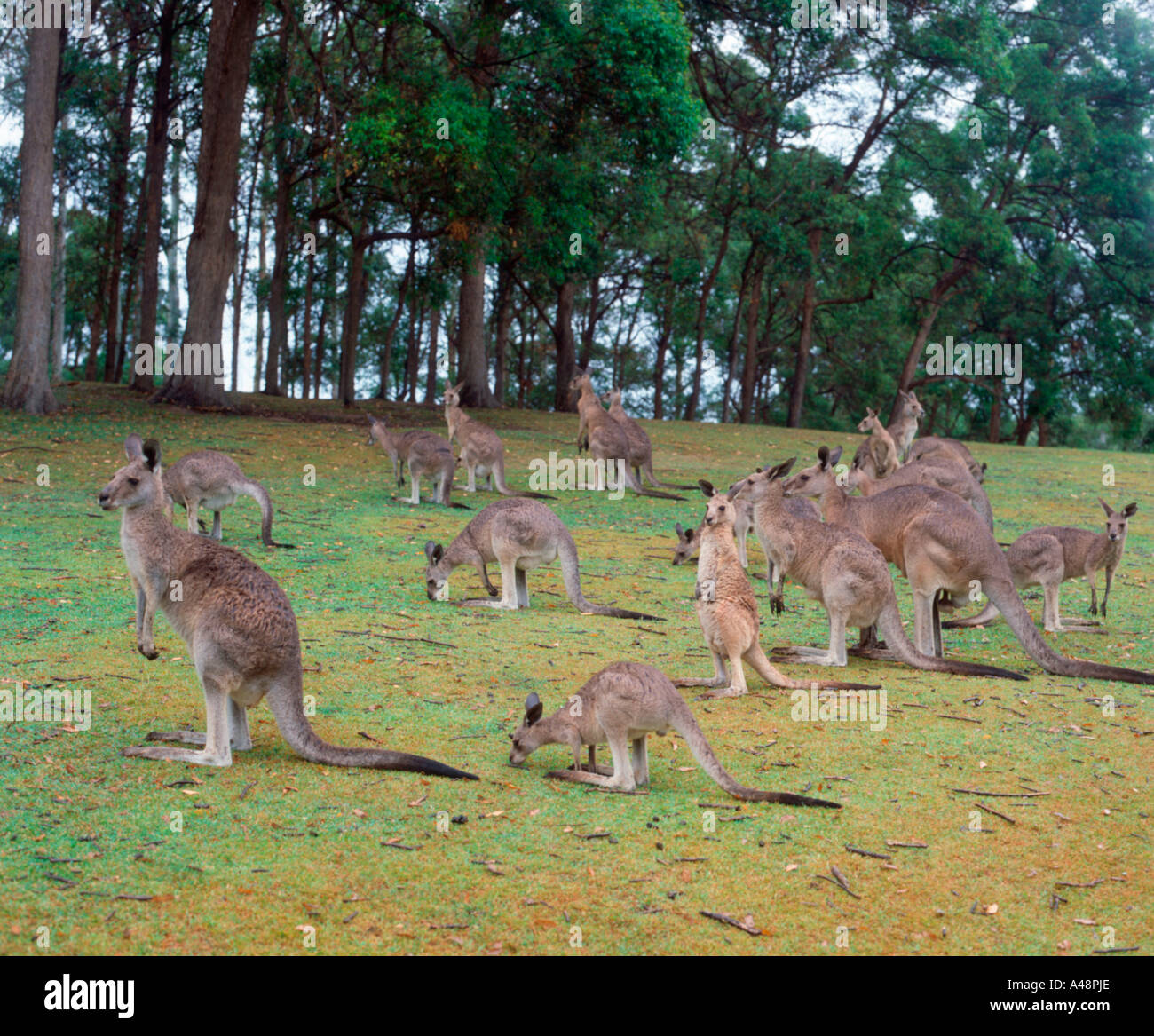 Eastern Gray Kangaroo Stock Photo - Alamy