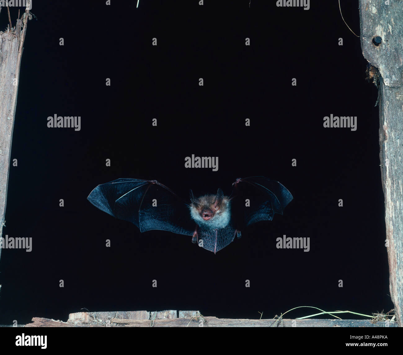 Bechstein's bat myotis bechsteinii hi-res stock photography and images ...