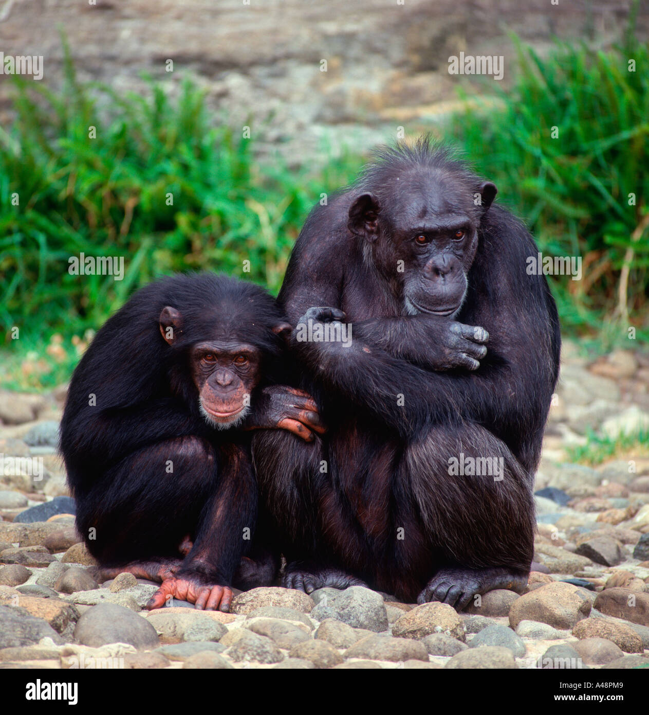 Chimpanzee / Chimpy Stock Photo - Alamy