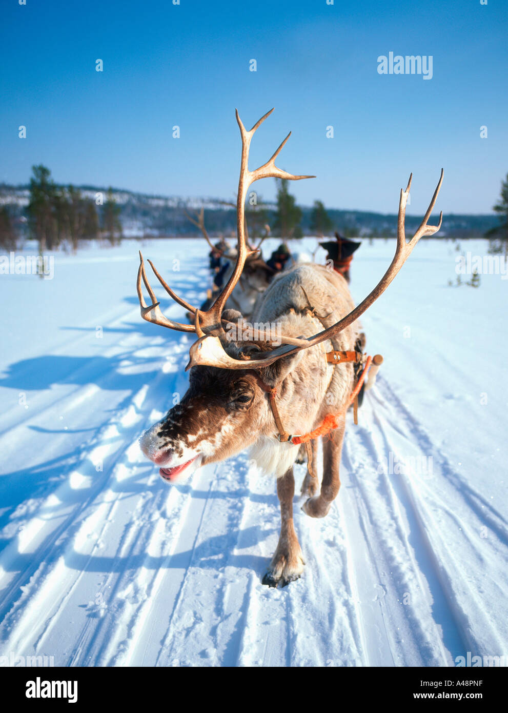 Reindeer sledge norway hi-res stock photography and images - Alamy