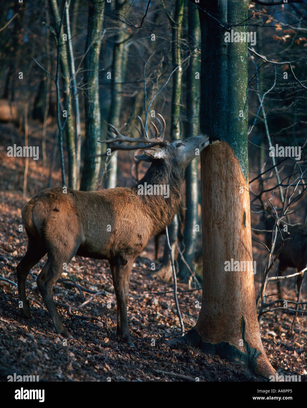 Deer eating bark hi-res stock photography and images - Alamy