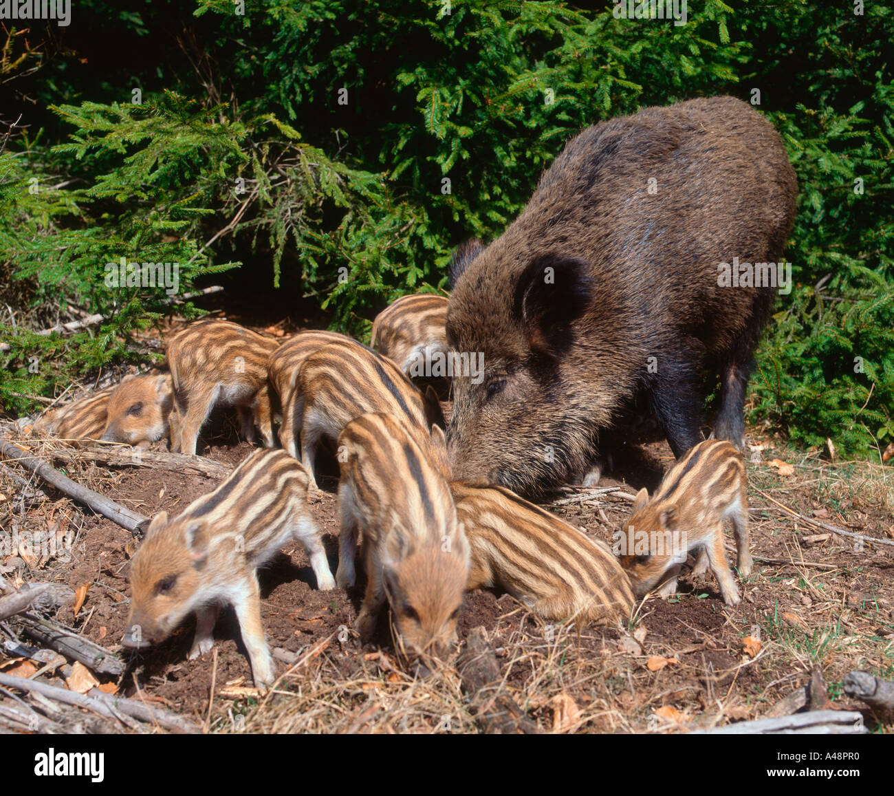 Adult young wild boars sus hi-res stock photography and images - Alamy