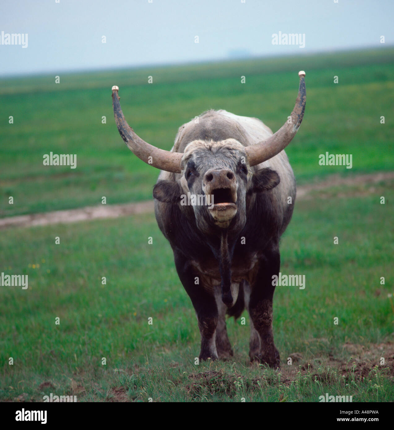Grey cattle hi-res stock photography and images - Alamy