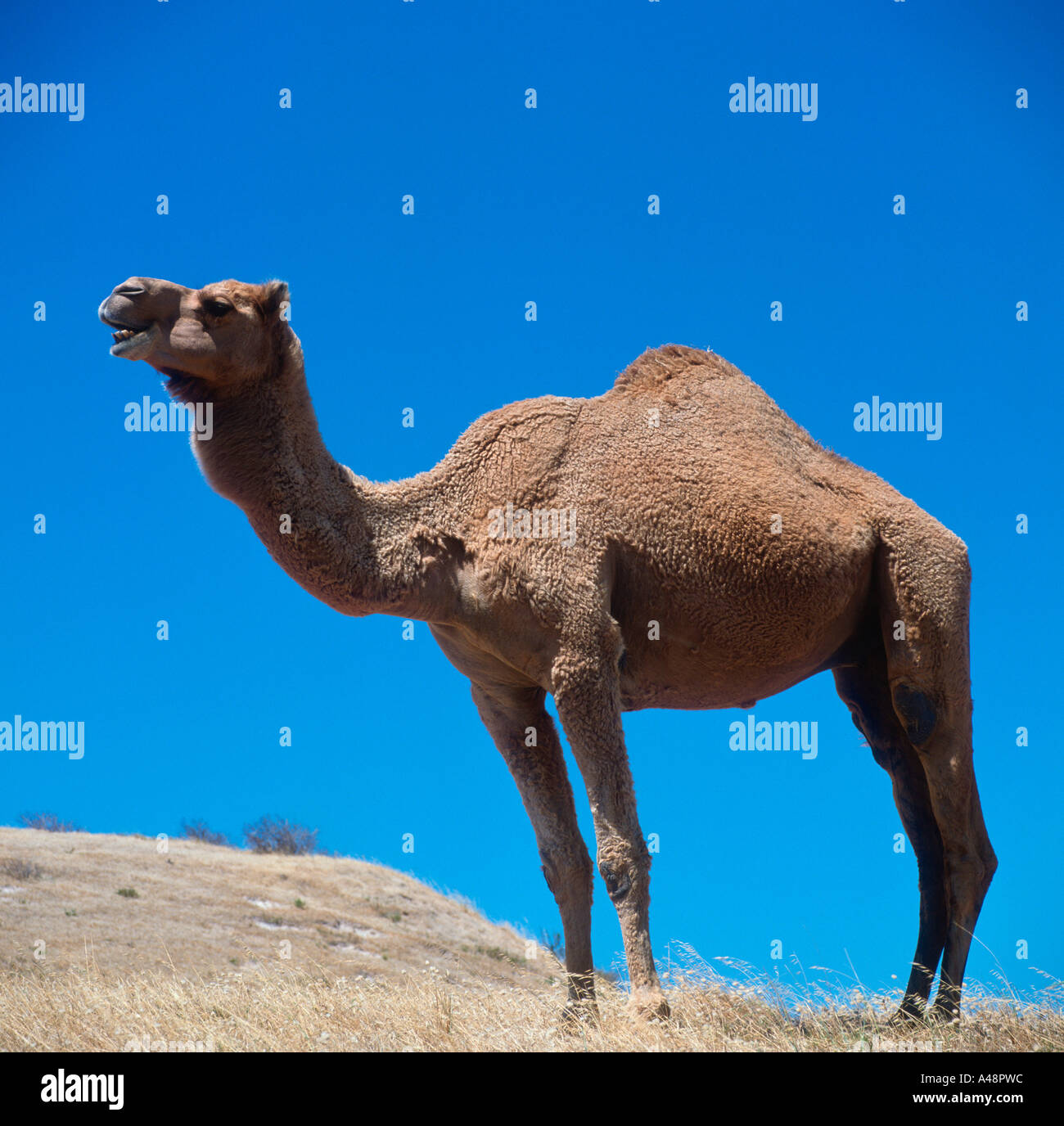 One humped camel hi-res stock photography and images - Alamy