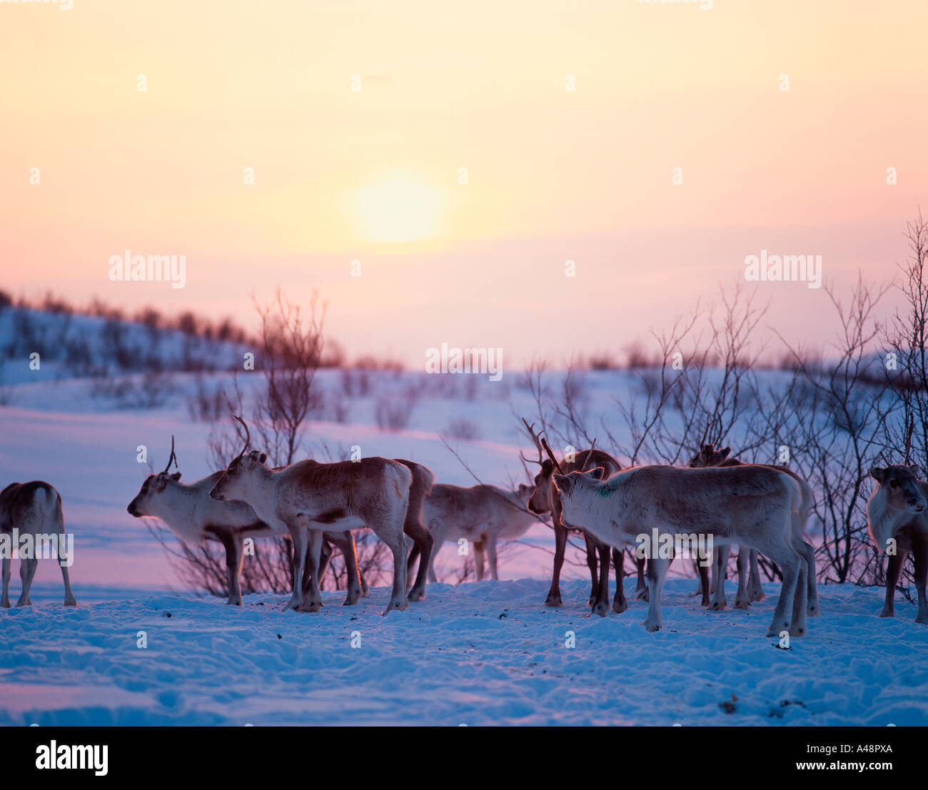 Reindeer lapland norway hi-res stock photography and images - Alamy