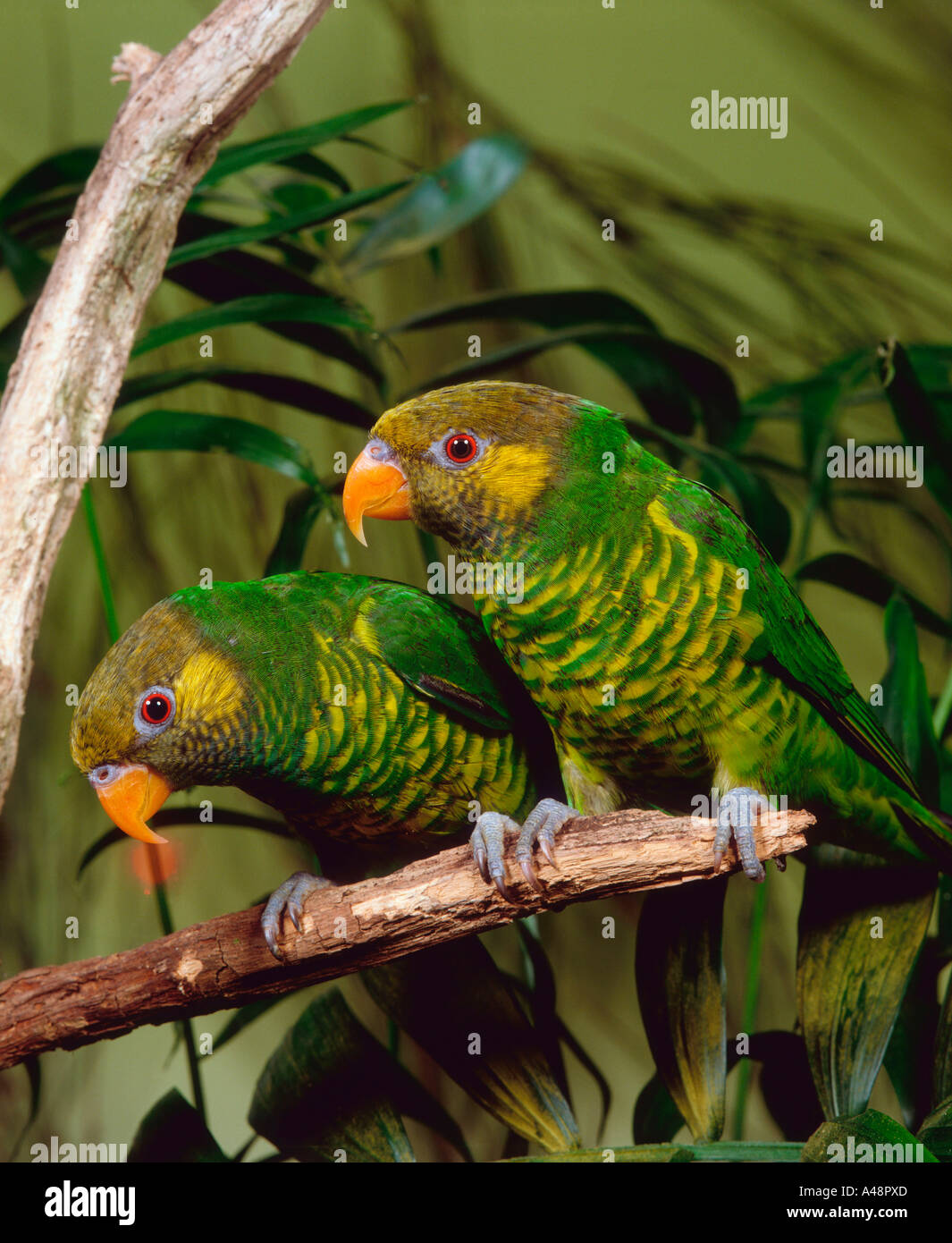Yellow-and-green Lorikeet / Meyer's Lori / Meyers Lori Stock Photo - Alamy