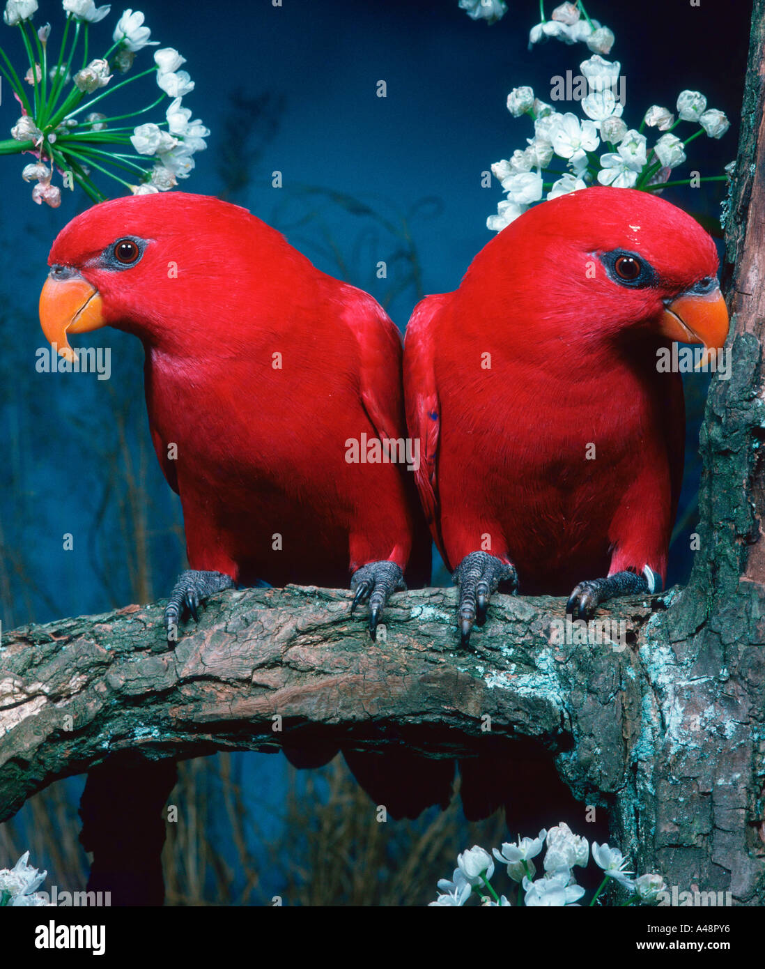 Bornea hi-res stock photography and images - Alamy