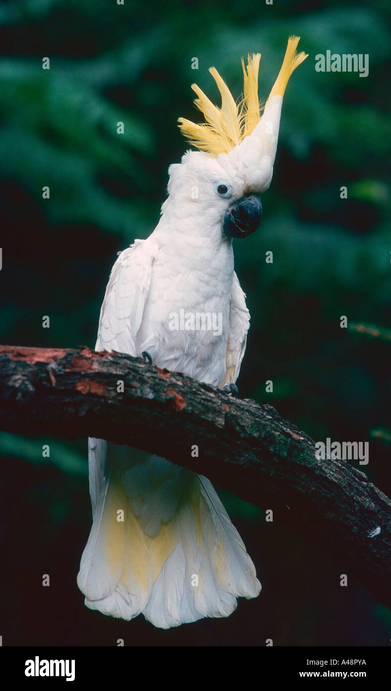 Greater Sulphur-crested Cockatoo Stock Photo - Alamy