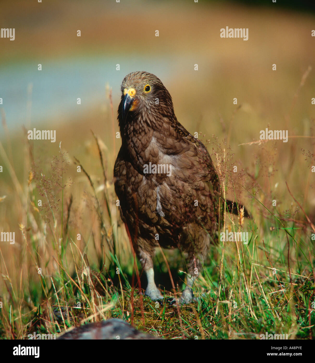 Kea standing hi-res stock photography and images - Alamy