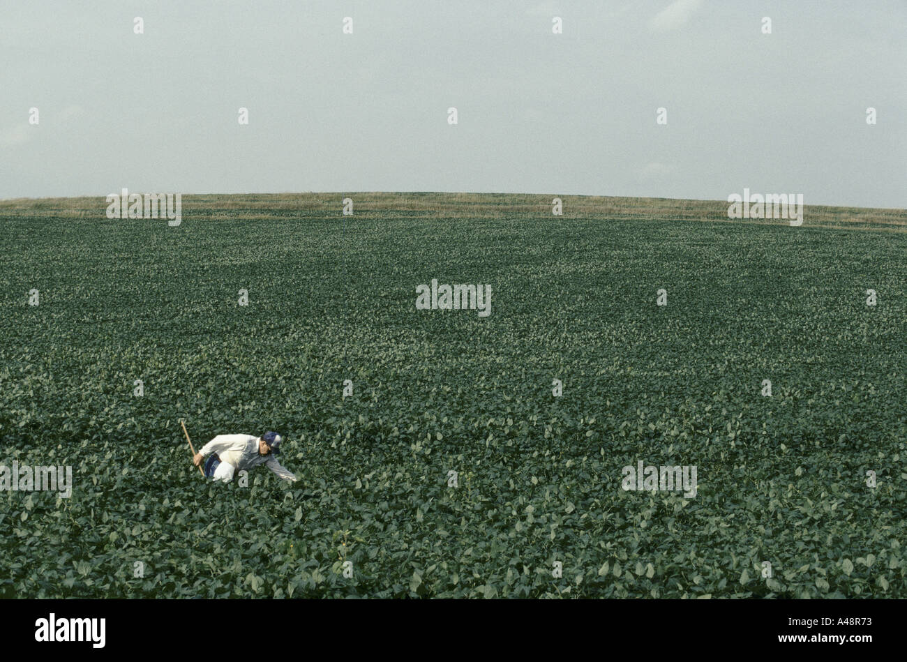 Rogueing hi-res stock photography and images - Alamy