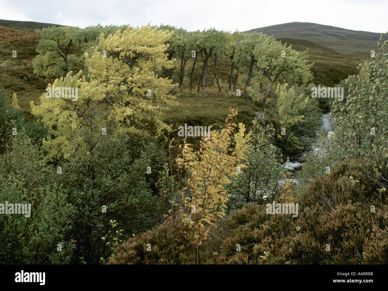 Plantation saplings scotland hi-res stock photography and images - Alamy