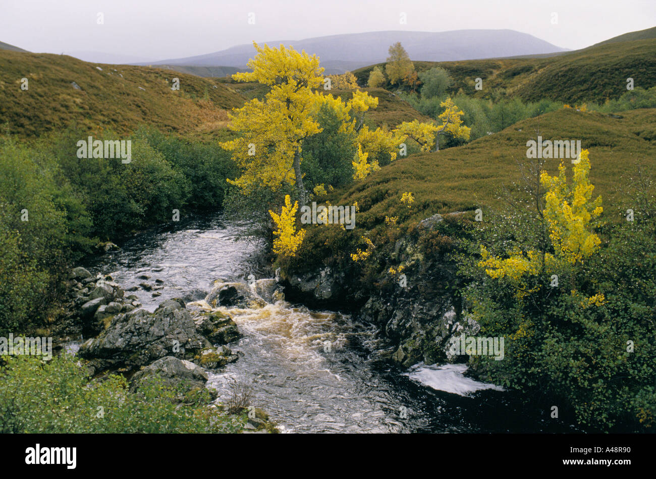 Stream running through traditional deciduous woodland in the River Spey ...