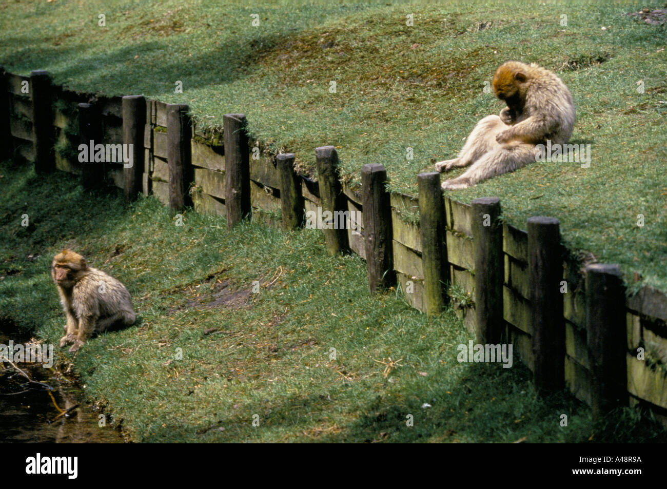 apenheul primate park holland where 35 species of monkey ape and lemur ...